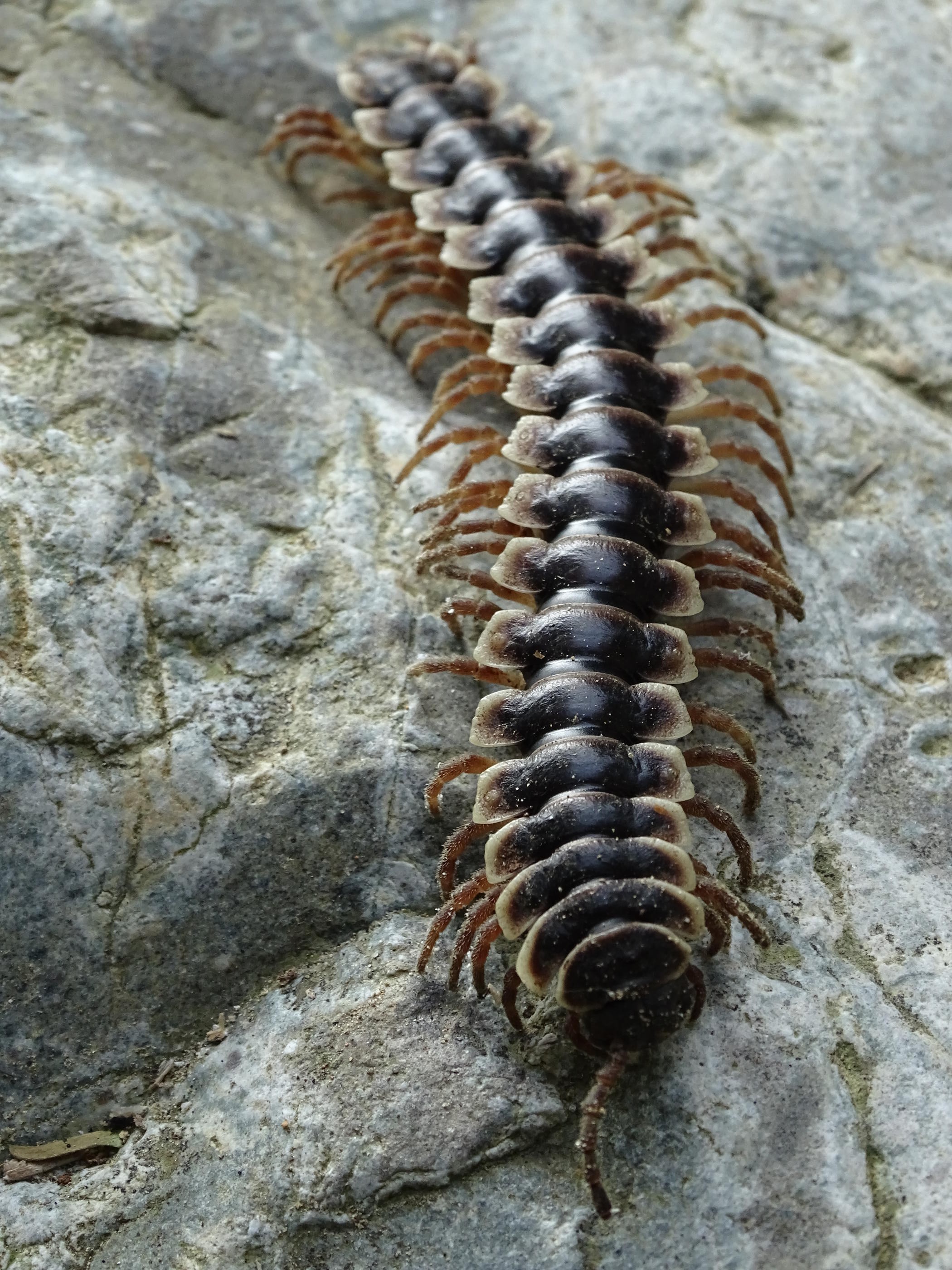 Bukit Lawang – Kay en Tineke