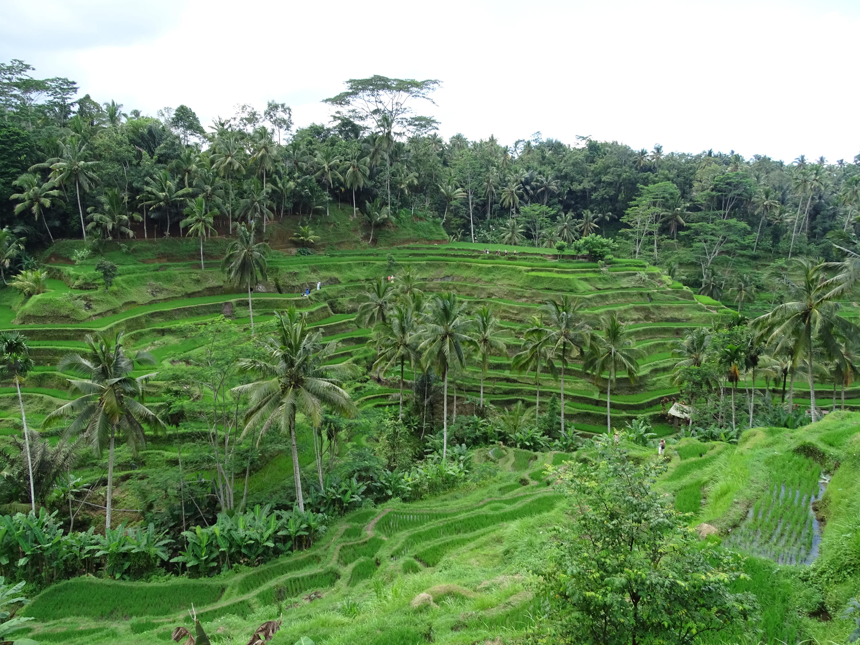 Ubud: Cultuur en Rijstvelden – Kay en Tineke